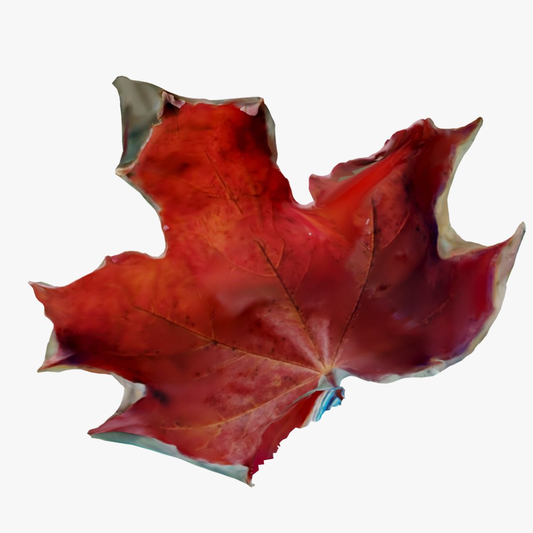 Free Red Leaf 3D model - TurboSquid 2009640