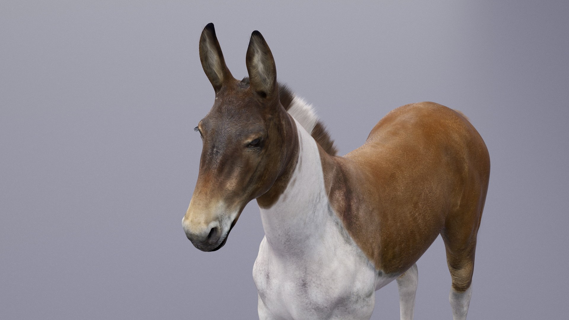 Mule Fur Model - TurboSquid 2280741