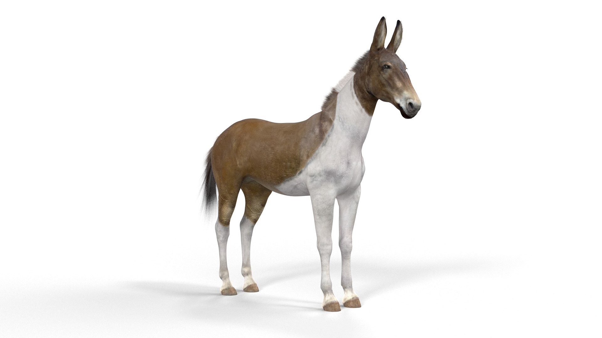 Mule Fur Model - TurboSquid 2280741