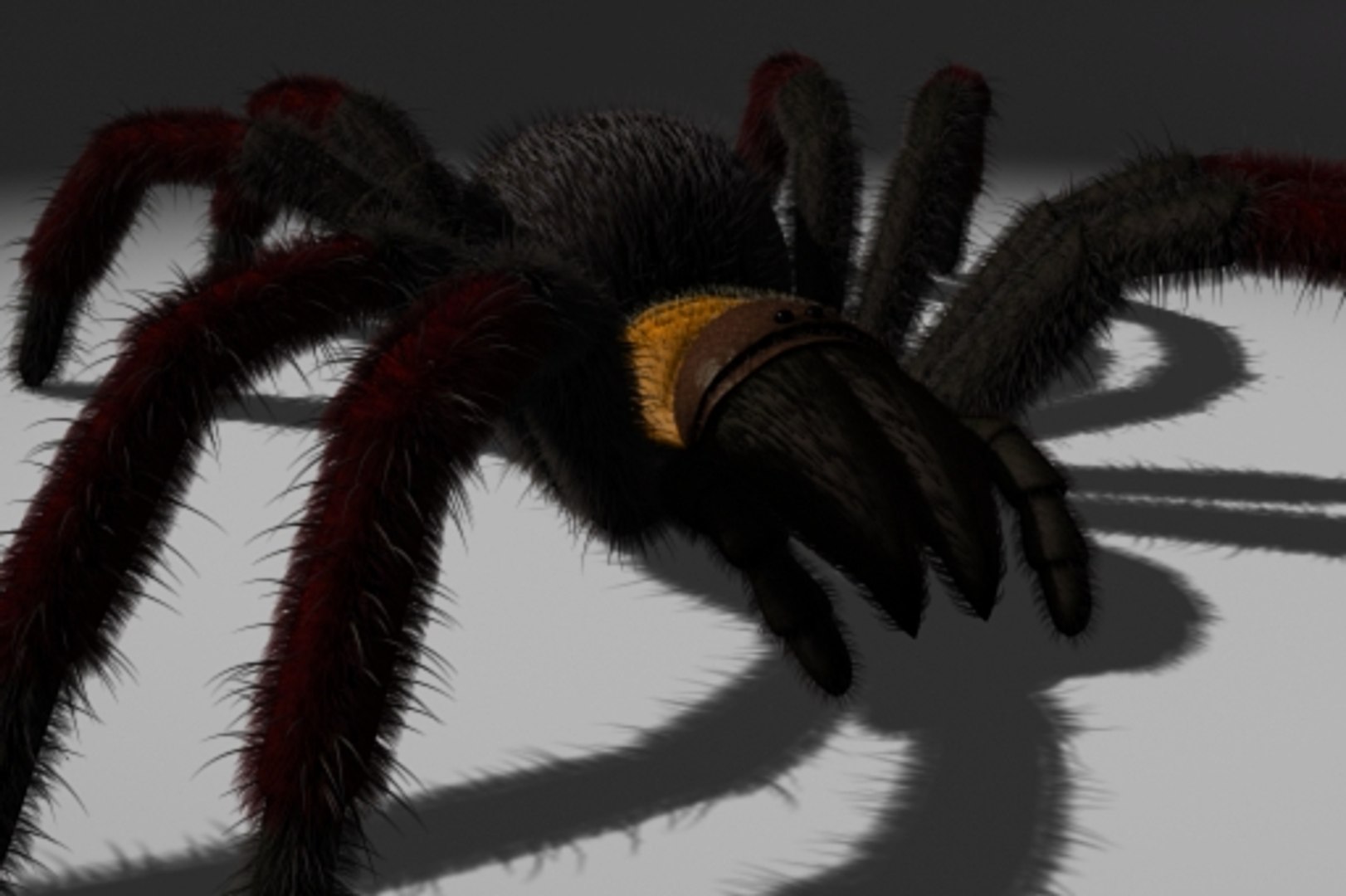 Max Mexican Spider