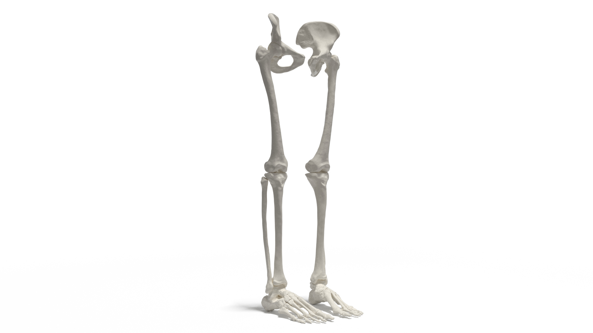3D skeleton leg model - TurboSquid 1485726