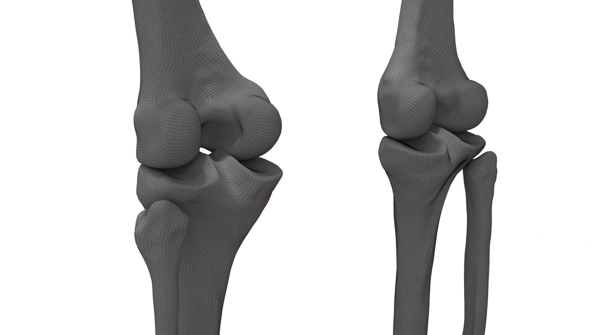 3D Skeleton Leg Model - TurboSquid 1485726