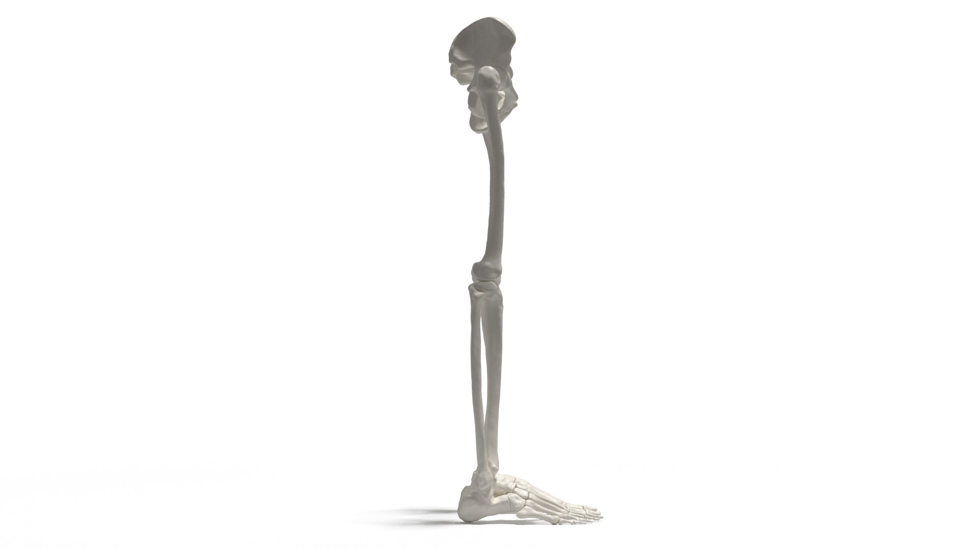 3D Skeleton Leg Model - TurboSquid 1485726