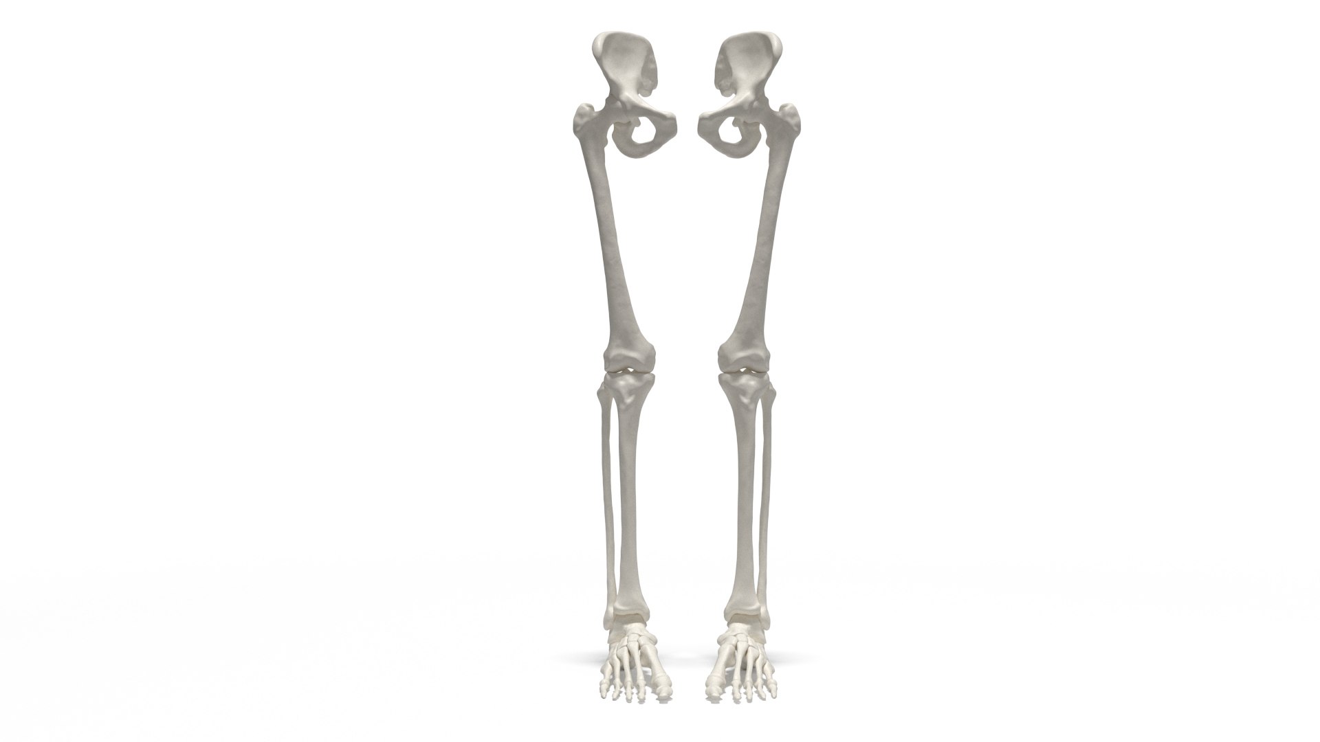 3D Skeleton Leg Model - TurboSquid 1485726