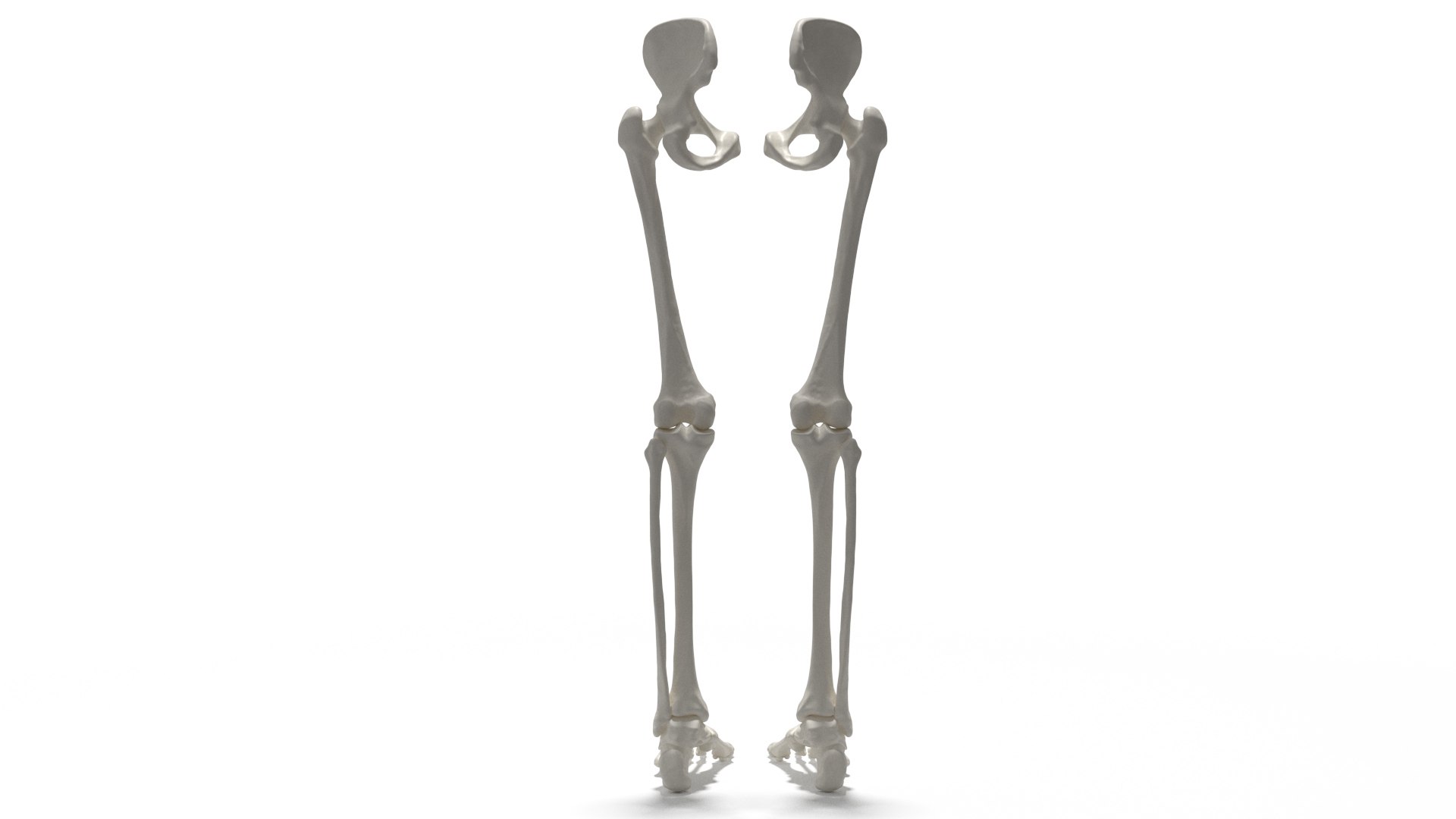 3D Skeleton Leg Model - TurboSquid 1485726
