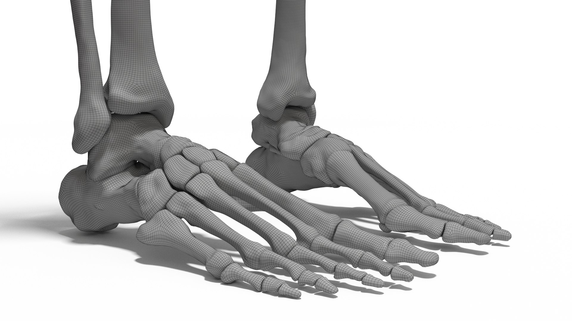 3D Skeleton Leg Model - TurboSquid 1485726