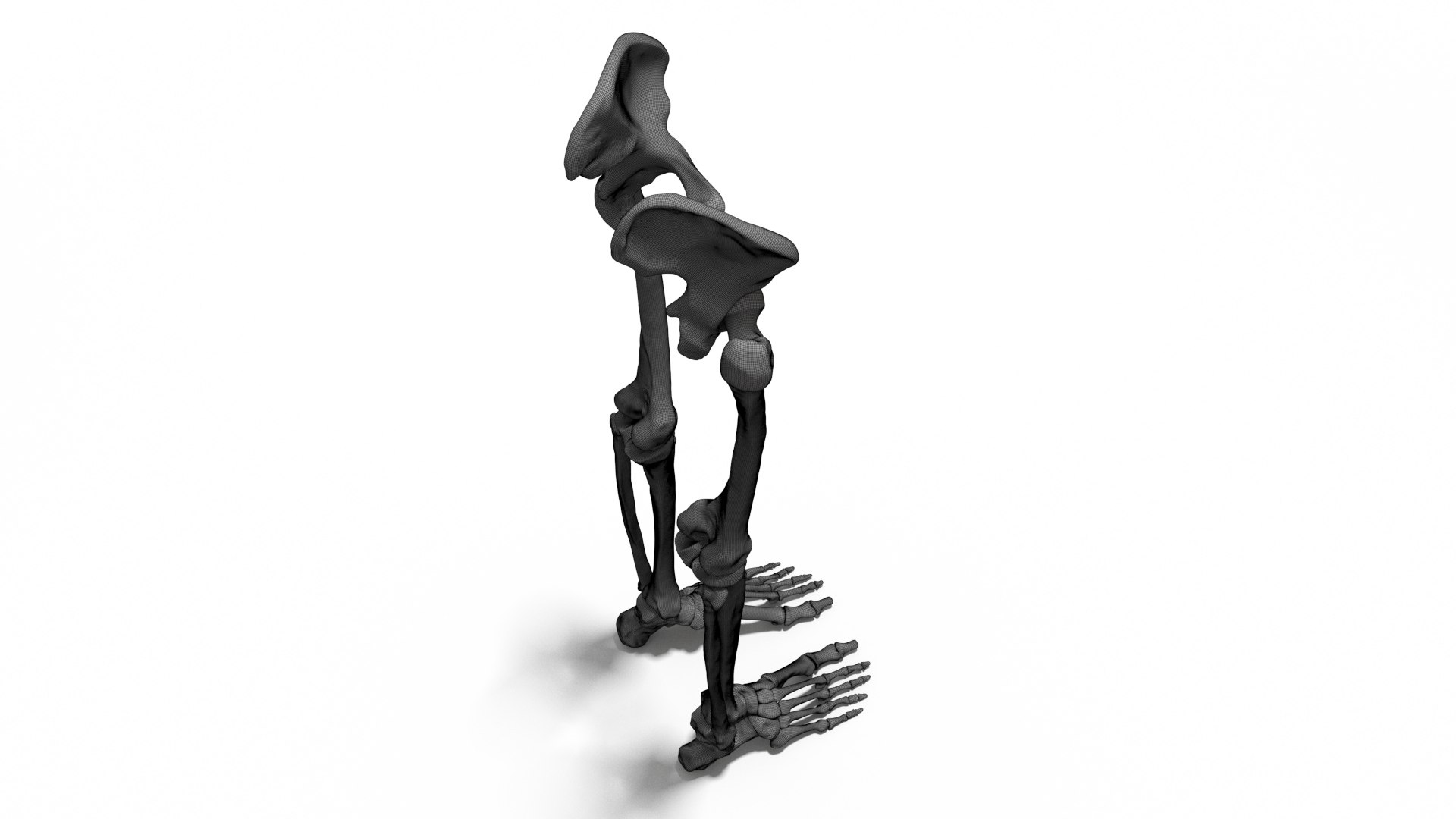 3D Skeleton Leg Model - TurboSquid 1485726