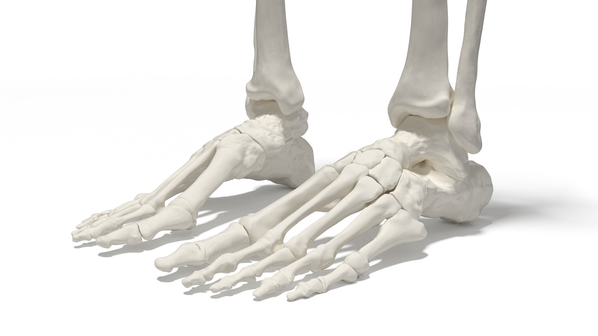 3D Skeleton Leg Model - TurboSquid 1485726