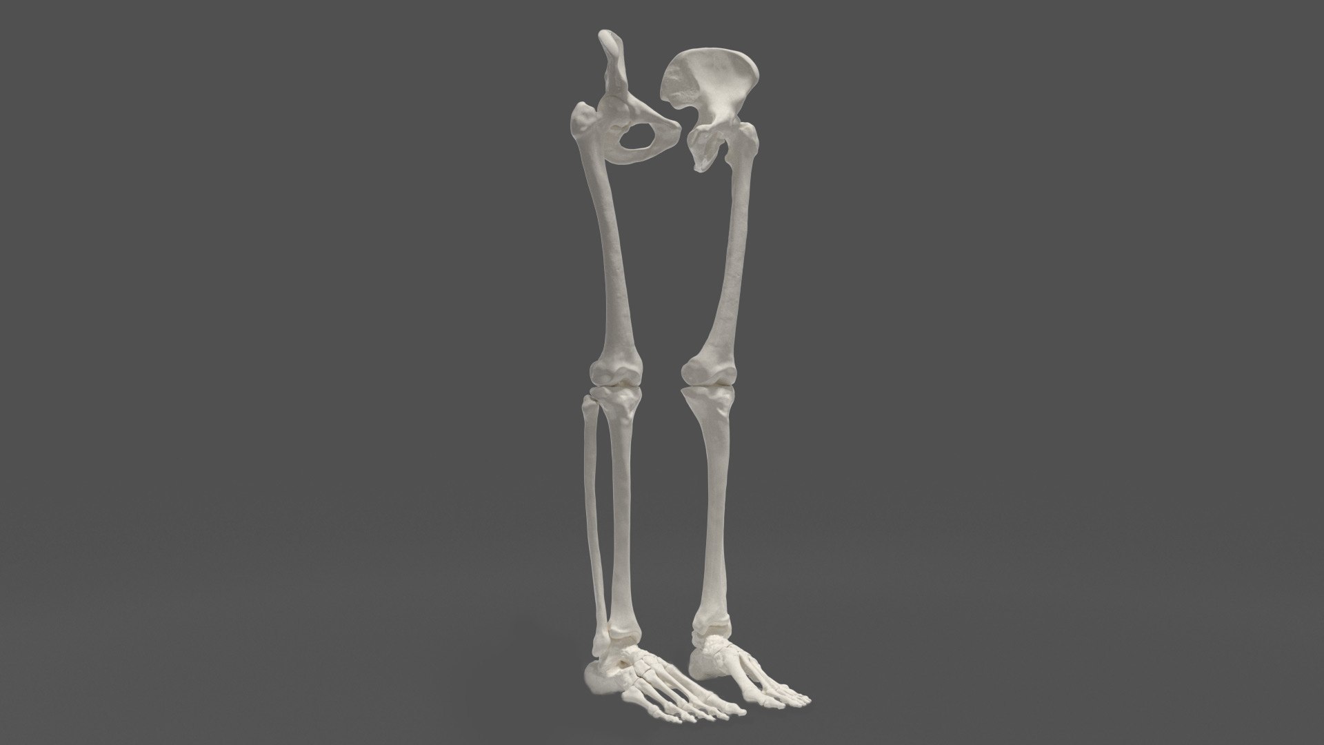 3D Skeleton Leg Model - TurboSquid 1485726