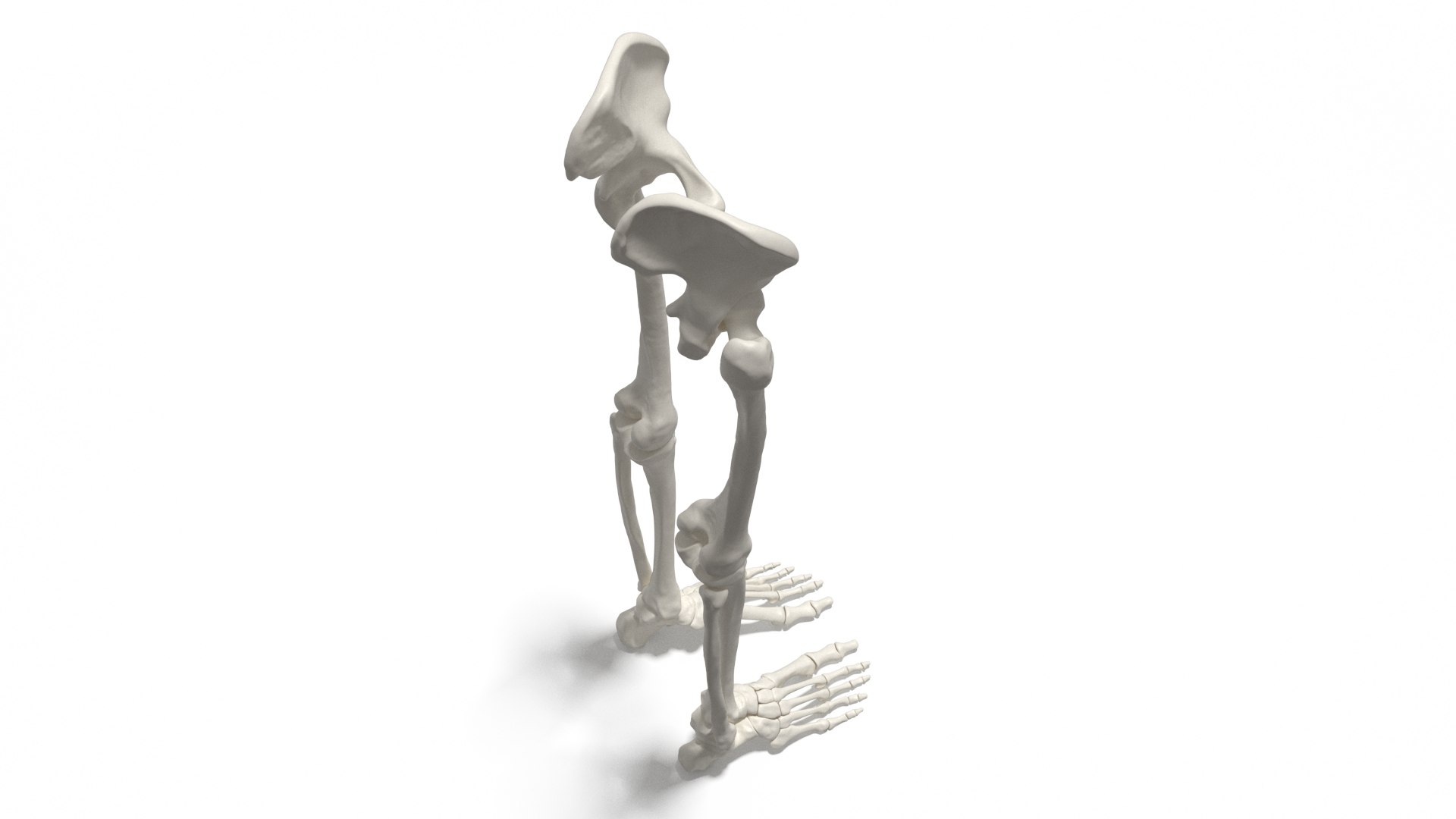 3D Skeleton Leg Model - TurboSquid 1485726