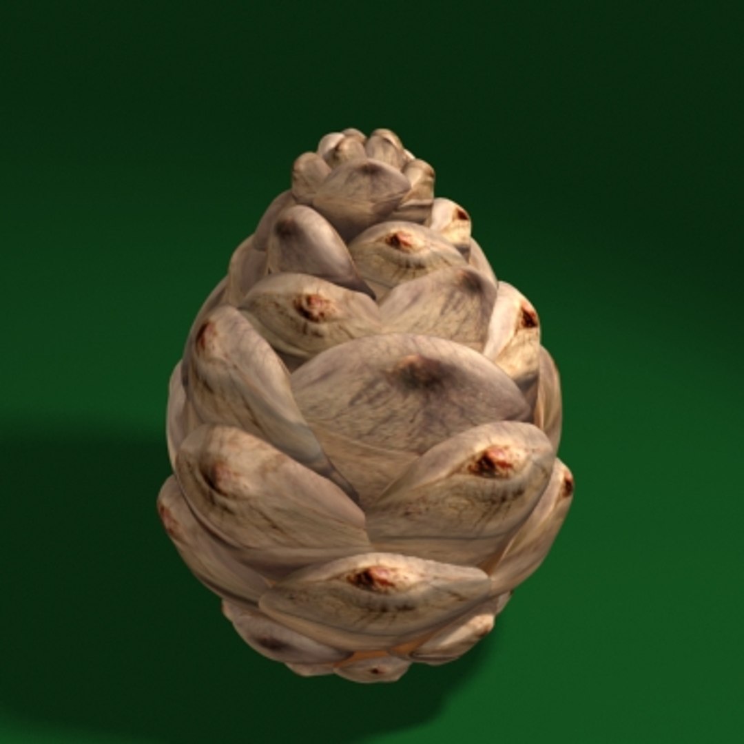3d model pine cones
