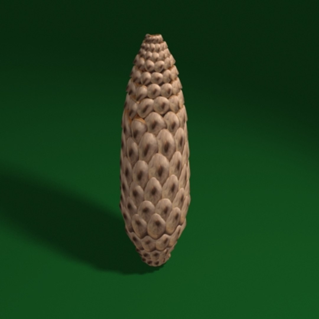 3d model pine cones