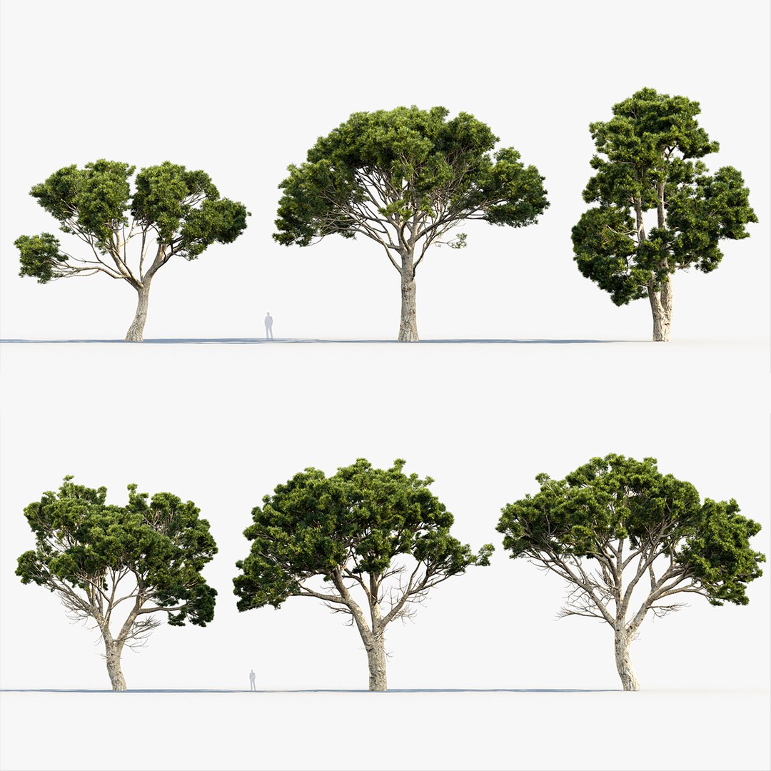 3D Pinus Halepensis Aleppo Pine - TurboSquid 2048870