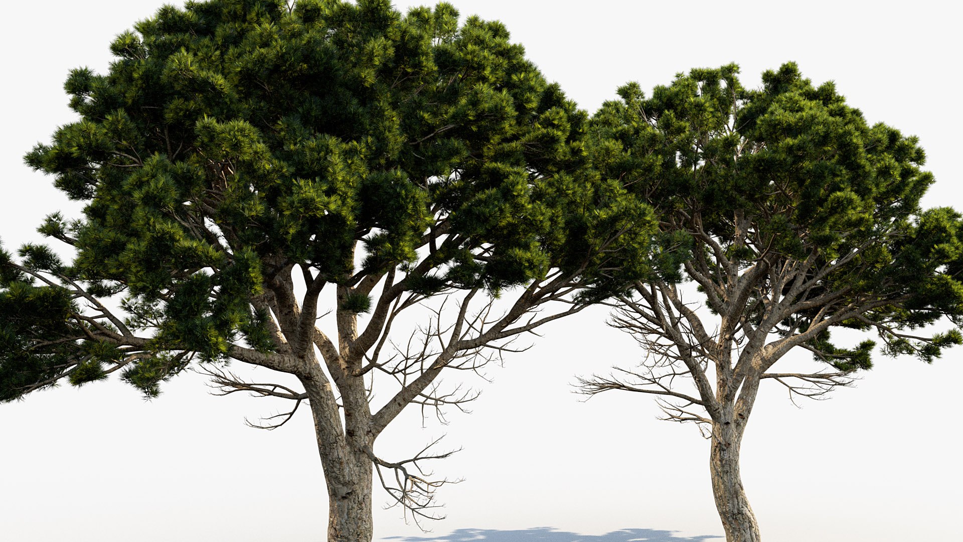 3D Pinus Halepensis Aleppo Pine - TurboSquid 2048870