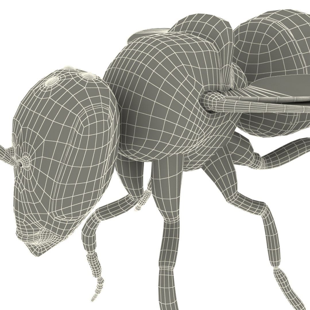 3d model wasp modelled