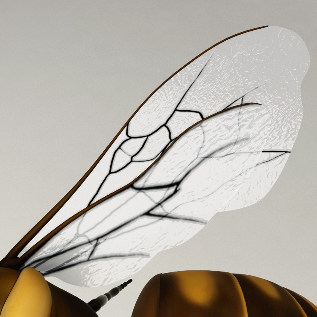 3d model wasp modelled
