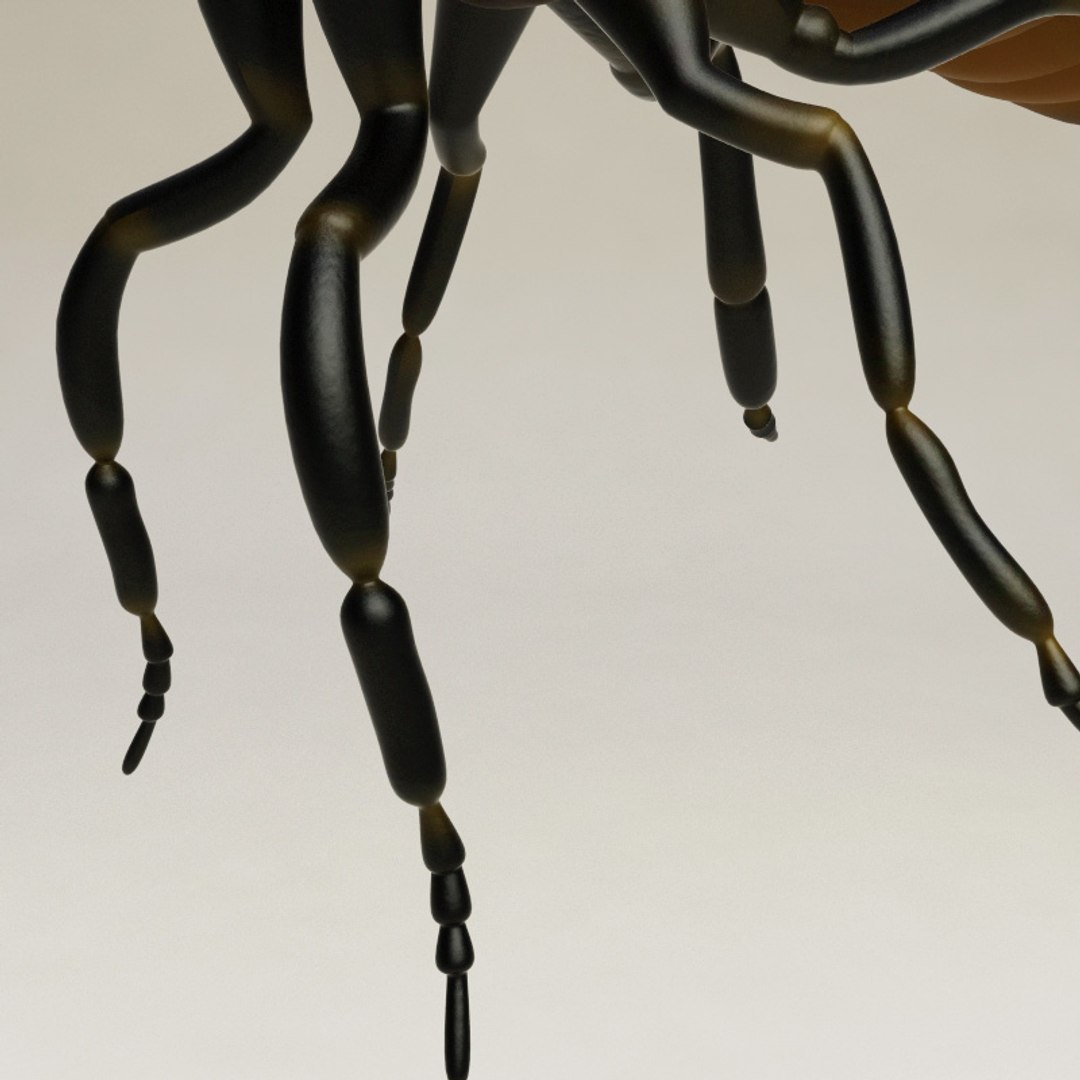 3d model wasp modelled