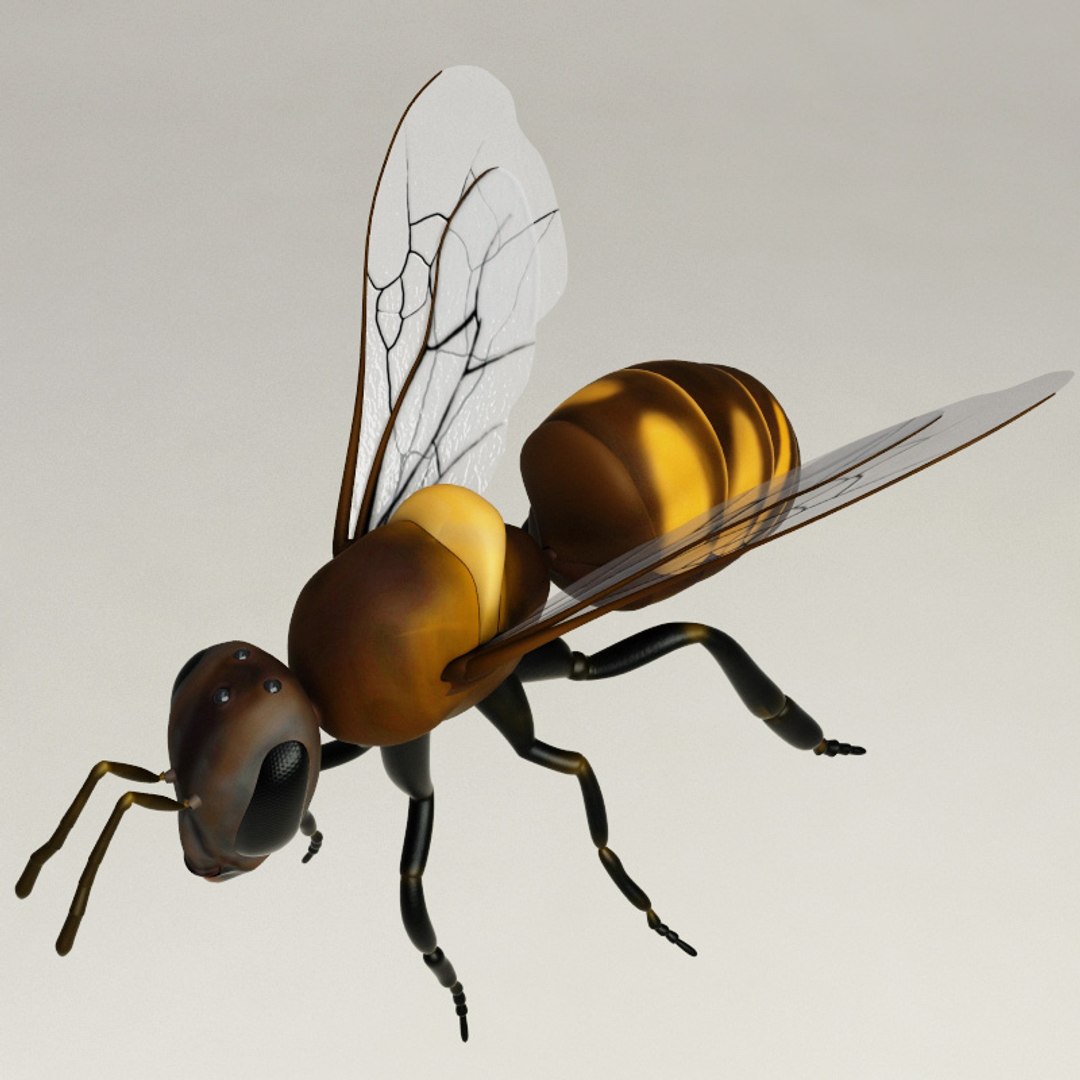 3d model wasp modelled