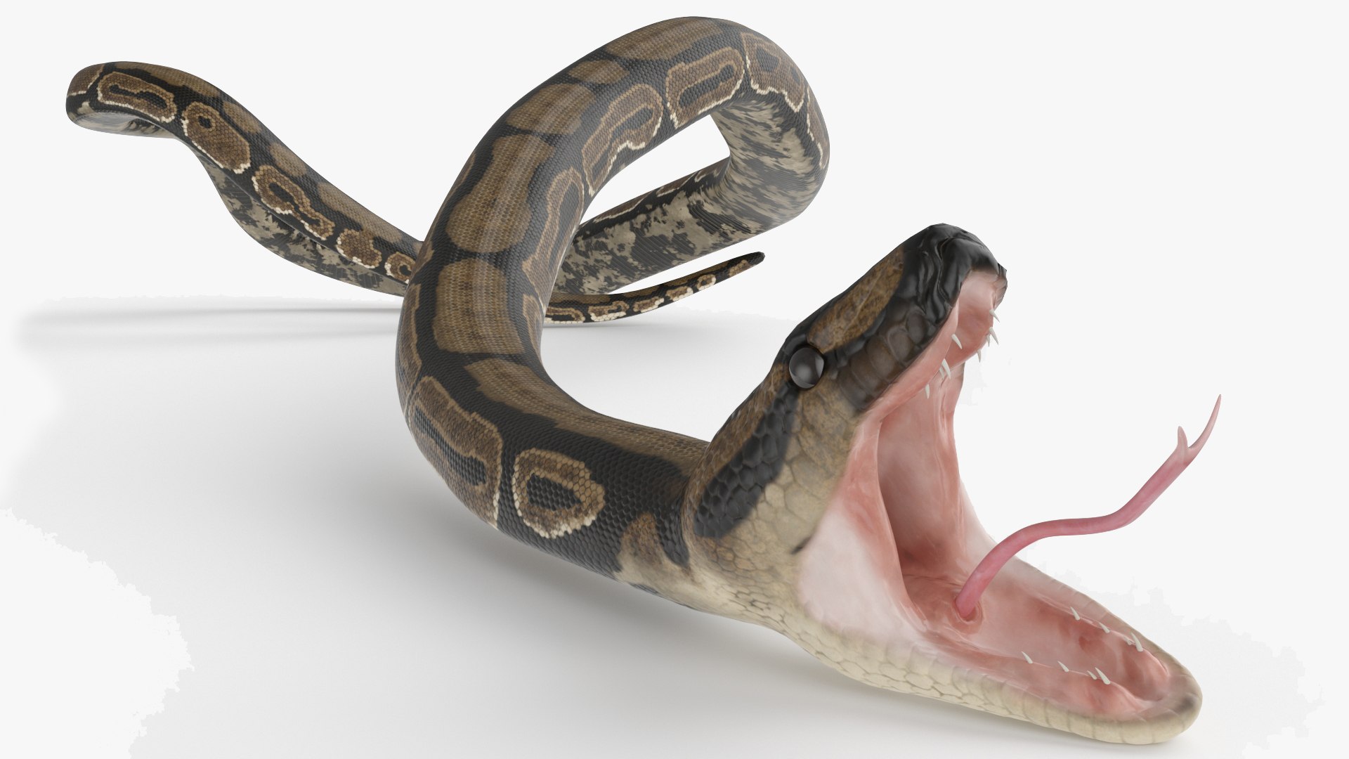 Brown Python Snake Rigged For Cinema 4D 3D - TurboSquid 2212350