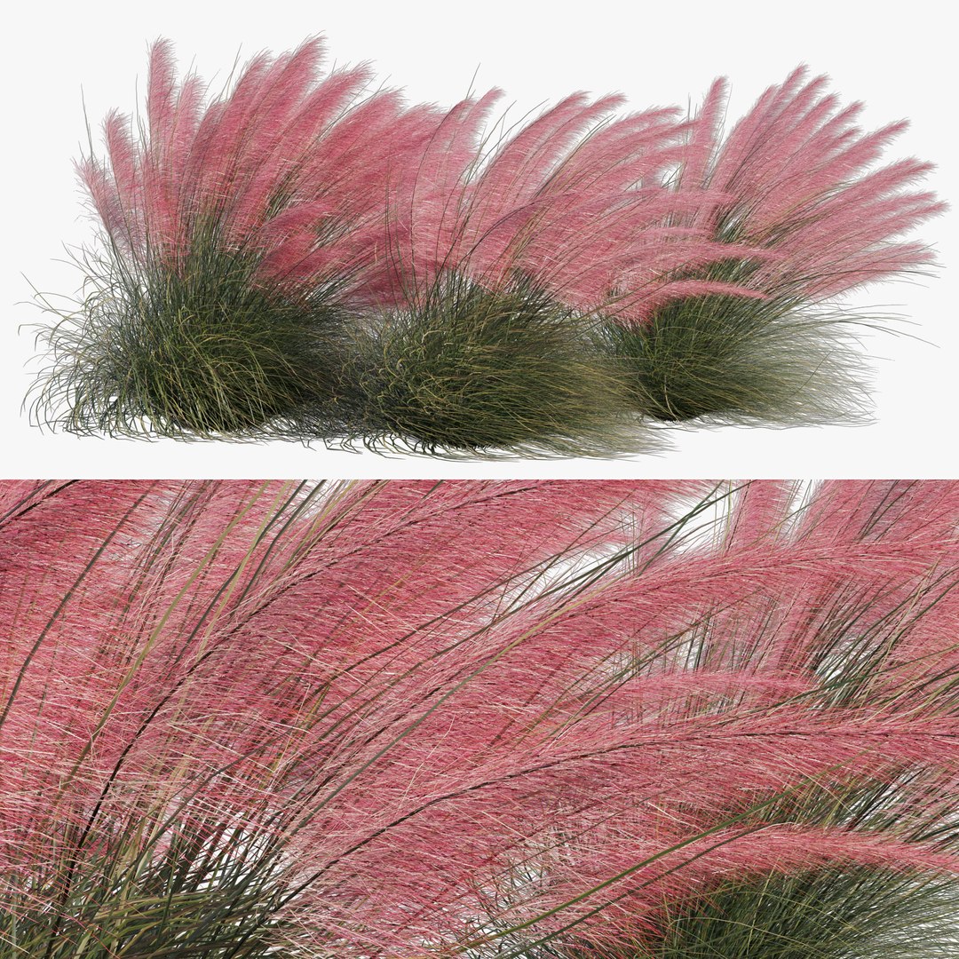 Muhlenbergia Capillaris - Pink Muhly Grass 04 3D - TurboSquid 1941464