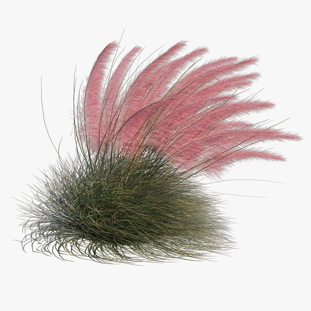 Muhlenbergia Capillaris - Pink Muhly Grass 04 3D - TurboSquid 1941464