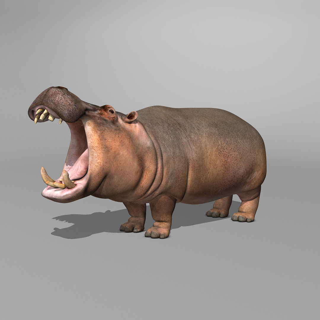 3d realistic rigged animation model