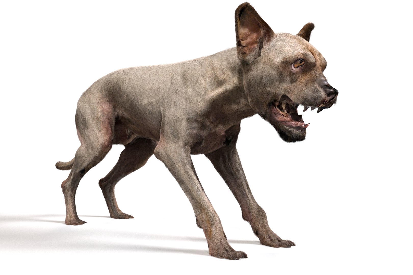 Old Furious Dog Pack 3D Model - TurboSquid 2325446