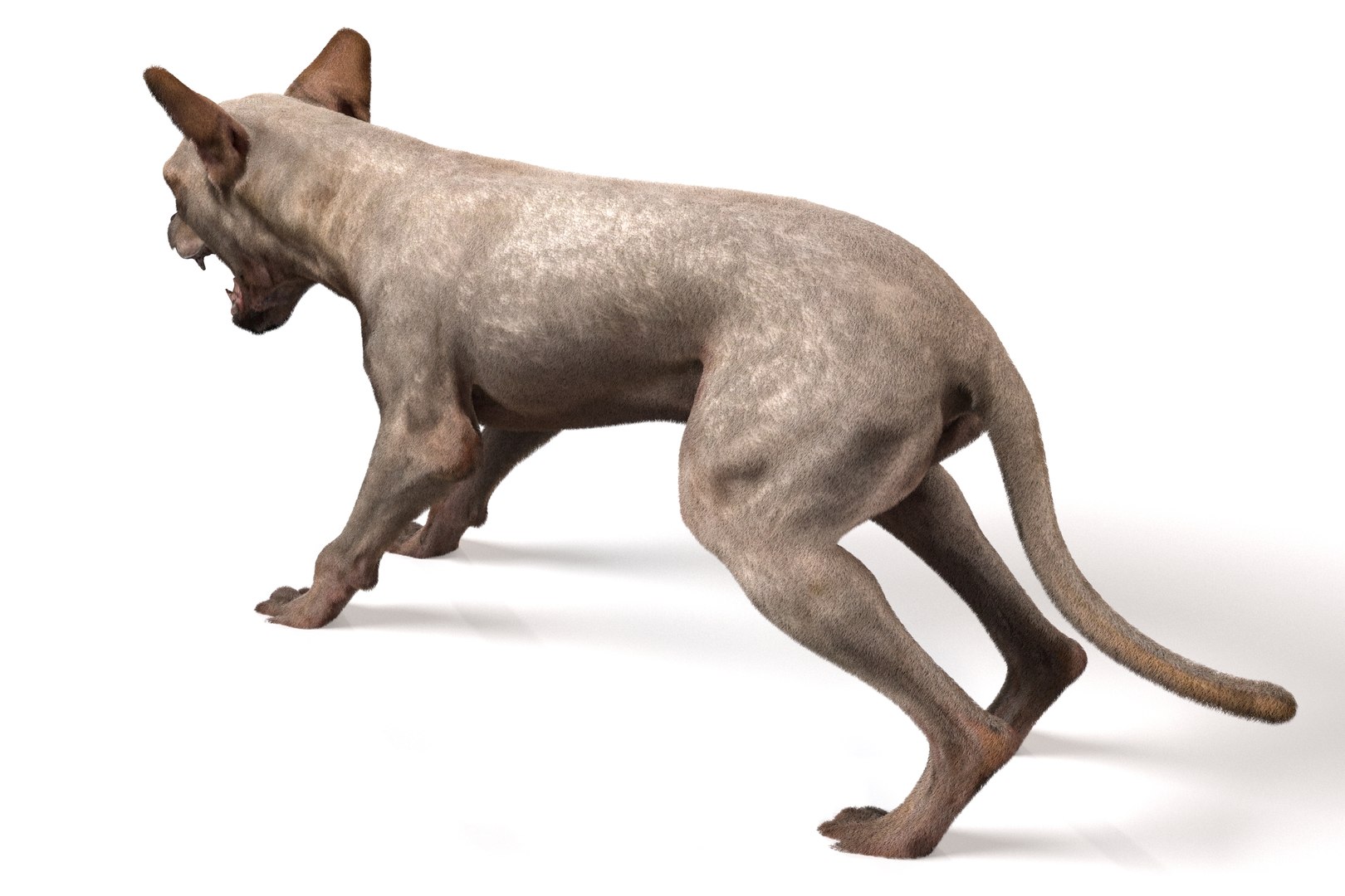 Old Furious Dog Pack 3D Model - TurboSquid 2325446