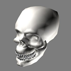 Free Low Poly 3D Skull Models | TurboSquid