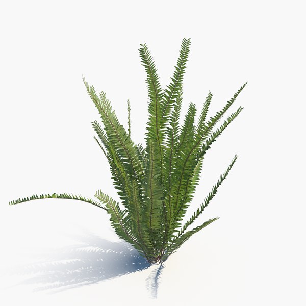 3D model scan fern - TurboSquid 1377029