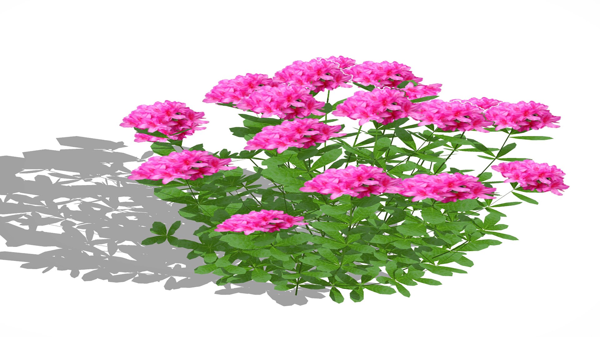 Azalea Pink 3D Model - TurboSquid 2401785