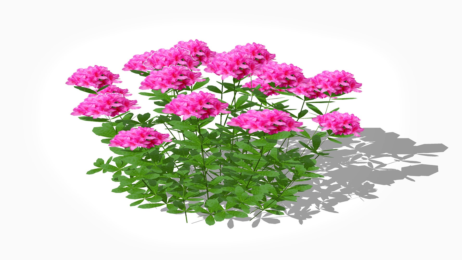 Azalea Pink 3D Model - TurboSquid 2401785