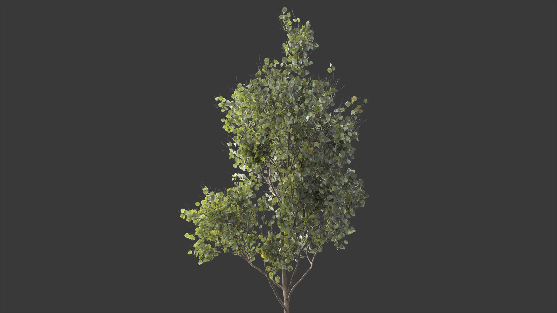 Young Tree - PBR Textures 3D - TurboSquid 1880635