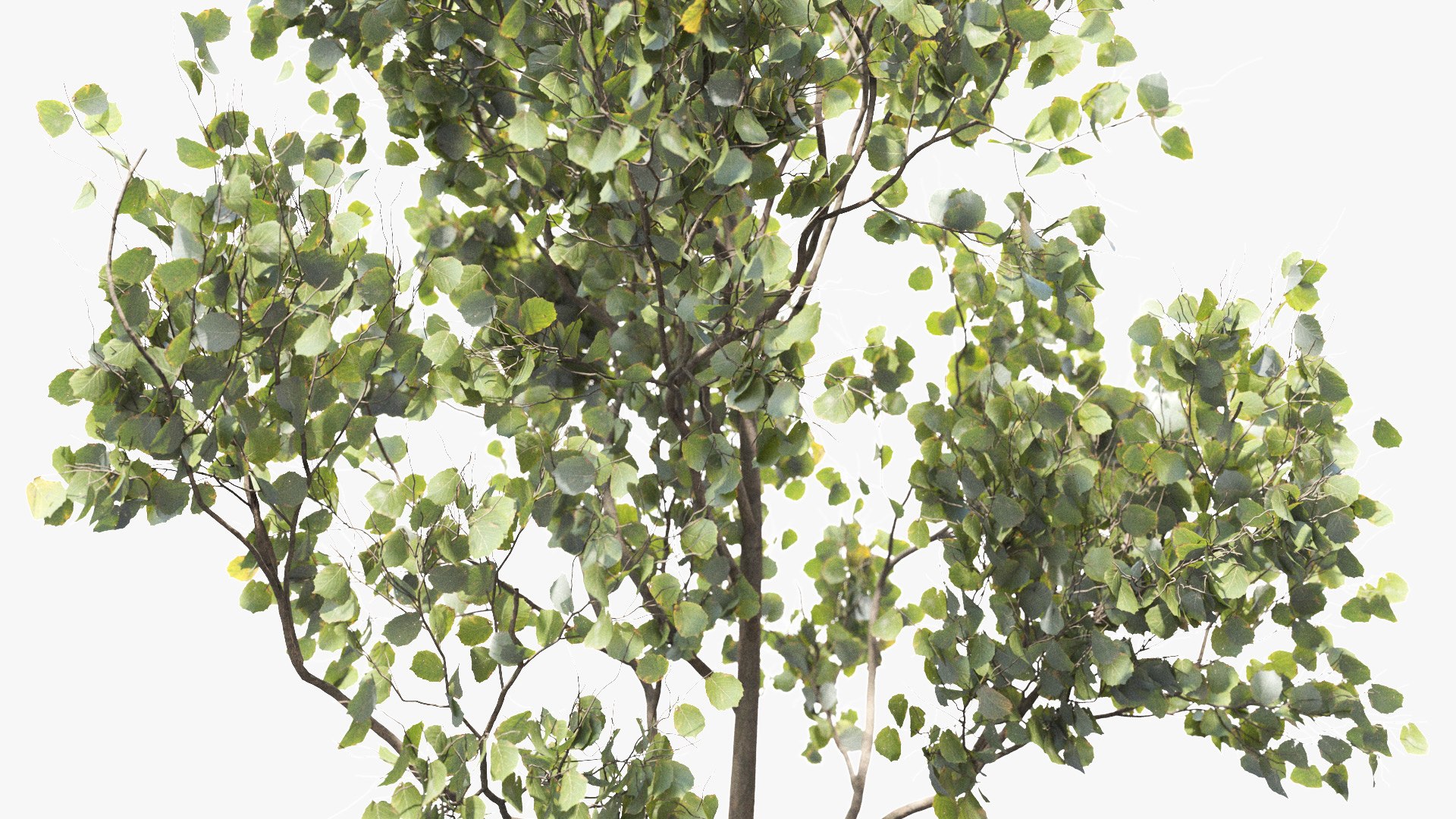 Young Tree - PBR Textures 3D - TurboSquid 1880635