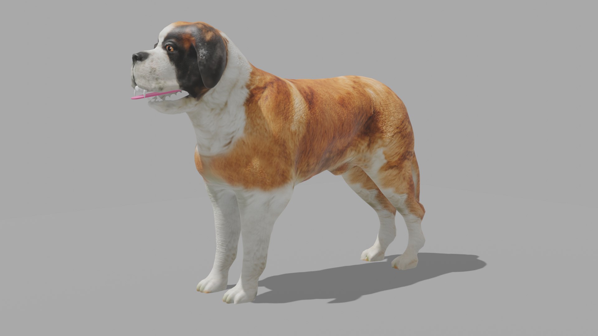 3D Saint Bernard - TurboSquid 1835902