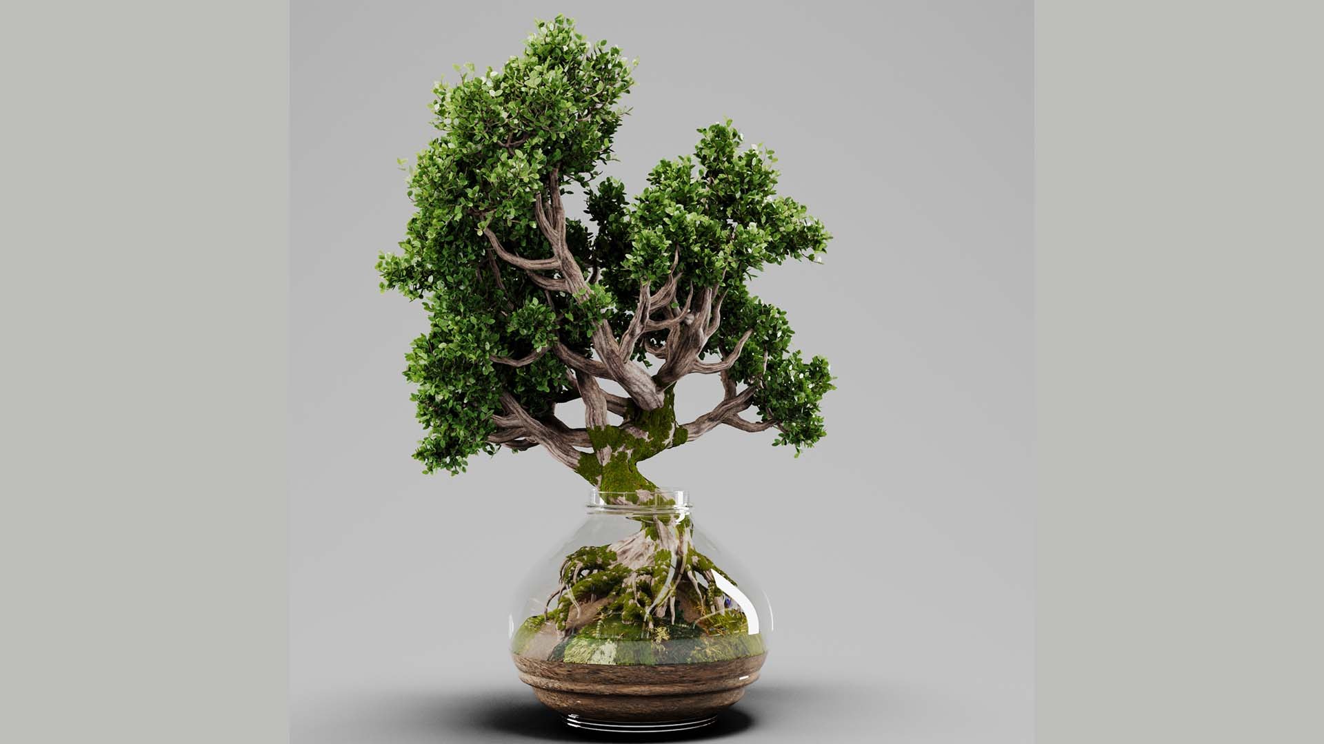 3D Bonsai Tree Indoor Plant 02 Model - TurboSquid 2255986