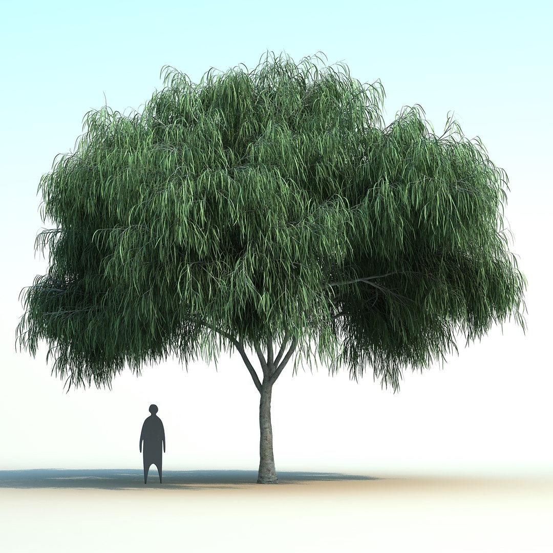 3D Australian Willow - TurboSquid 1174050