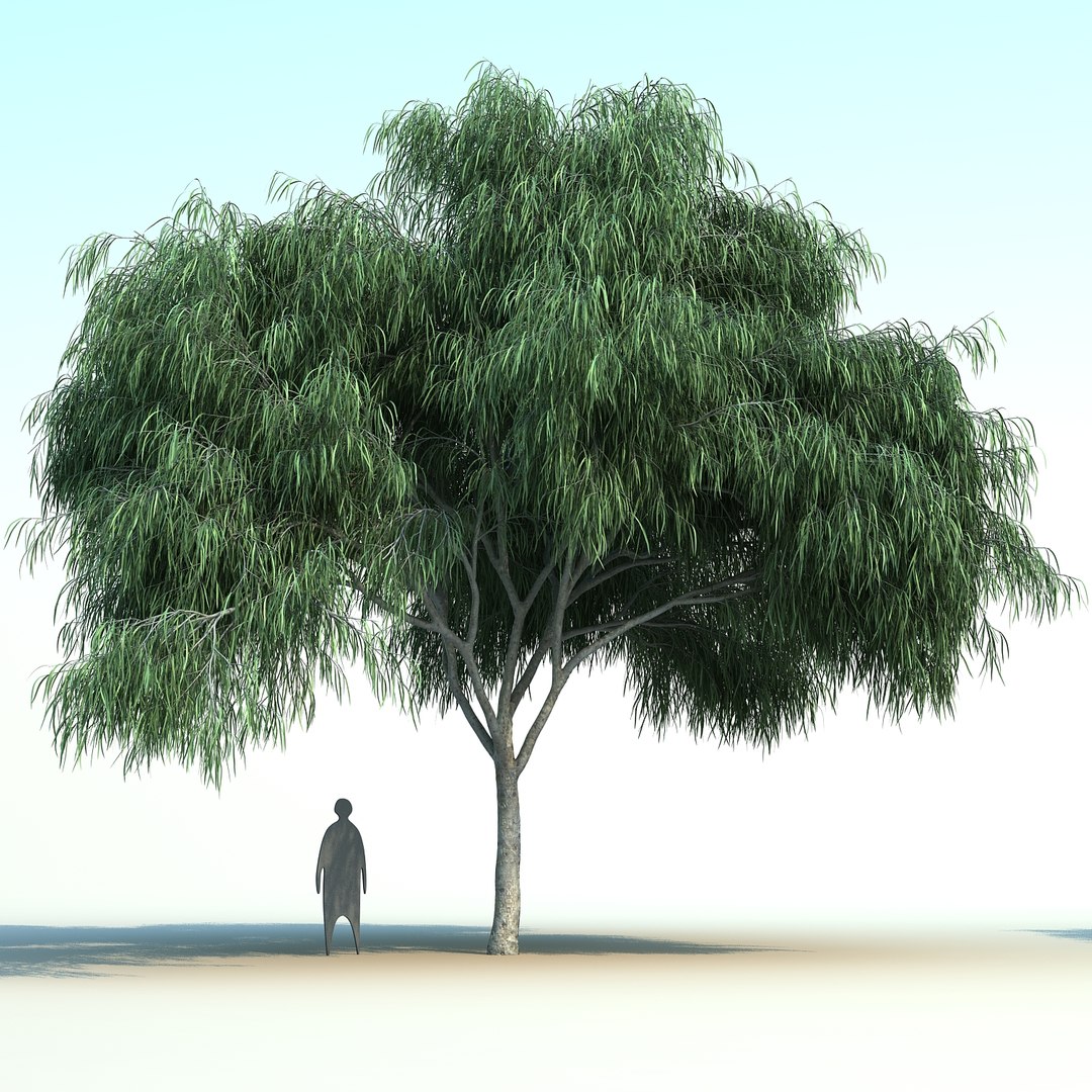 3D Australian Willow - TurboSquid 1174050