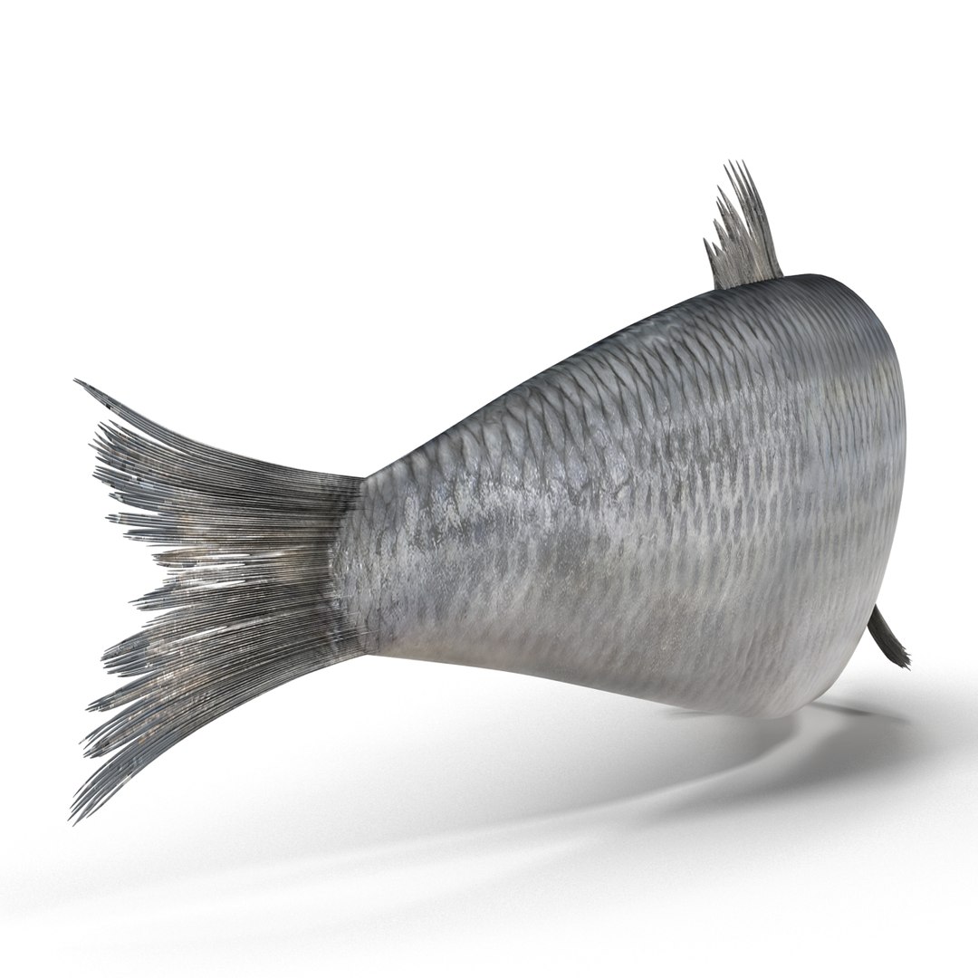 3d Herring Fish Rigged