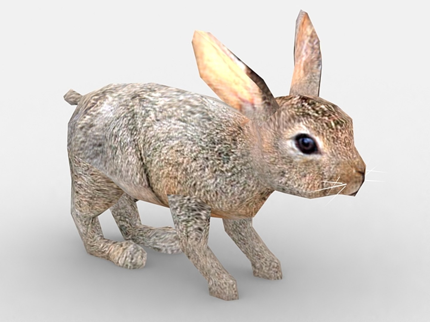3d Rigged Rabbit Model