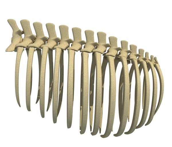 3D Ribcage Models | TurboSquid