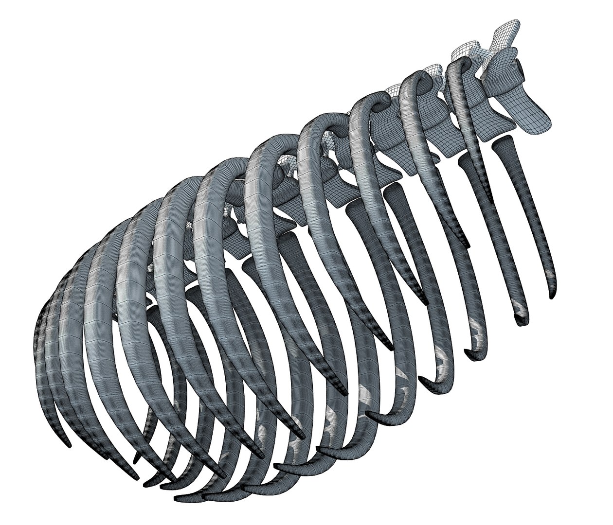 Animal Rib Cage 3D Model - TurboSquid 1177767
