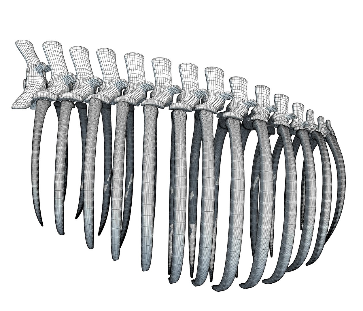 Animal Rib Cage 3D Model - TurboSquid 1177767