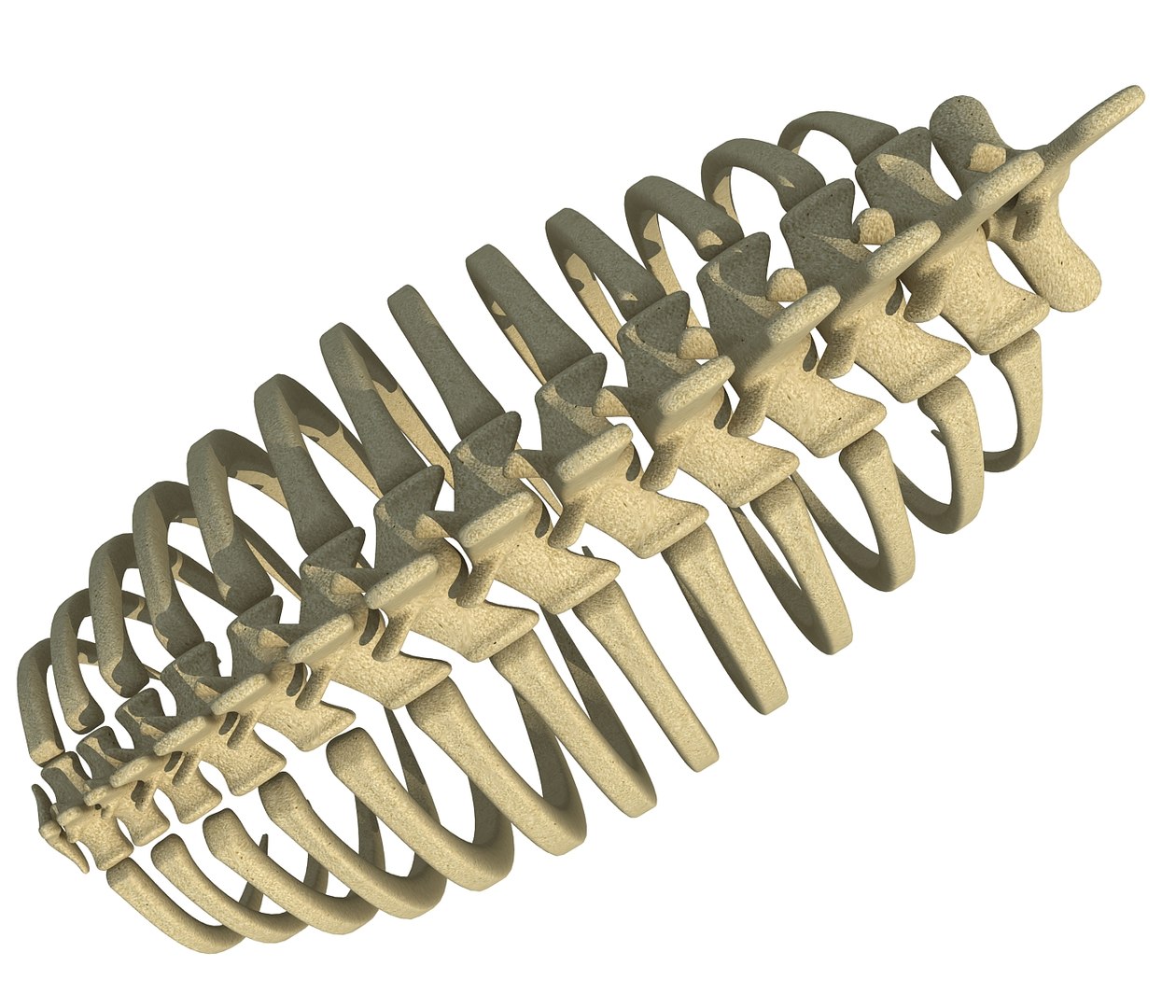 Animal Rib Cage 3D Model - TurboSquid 1177767