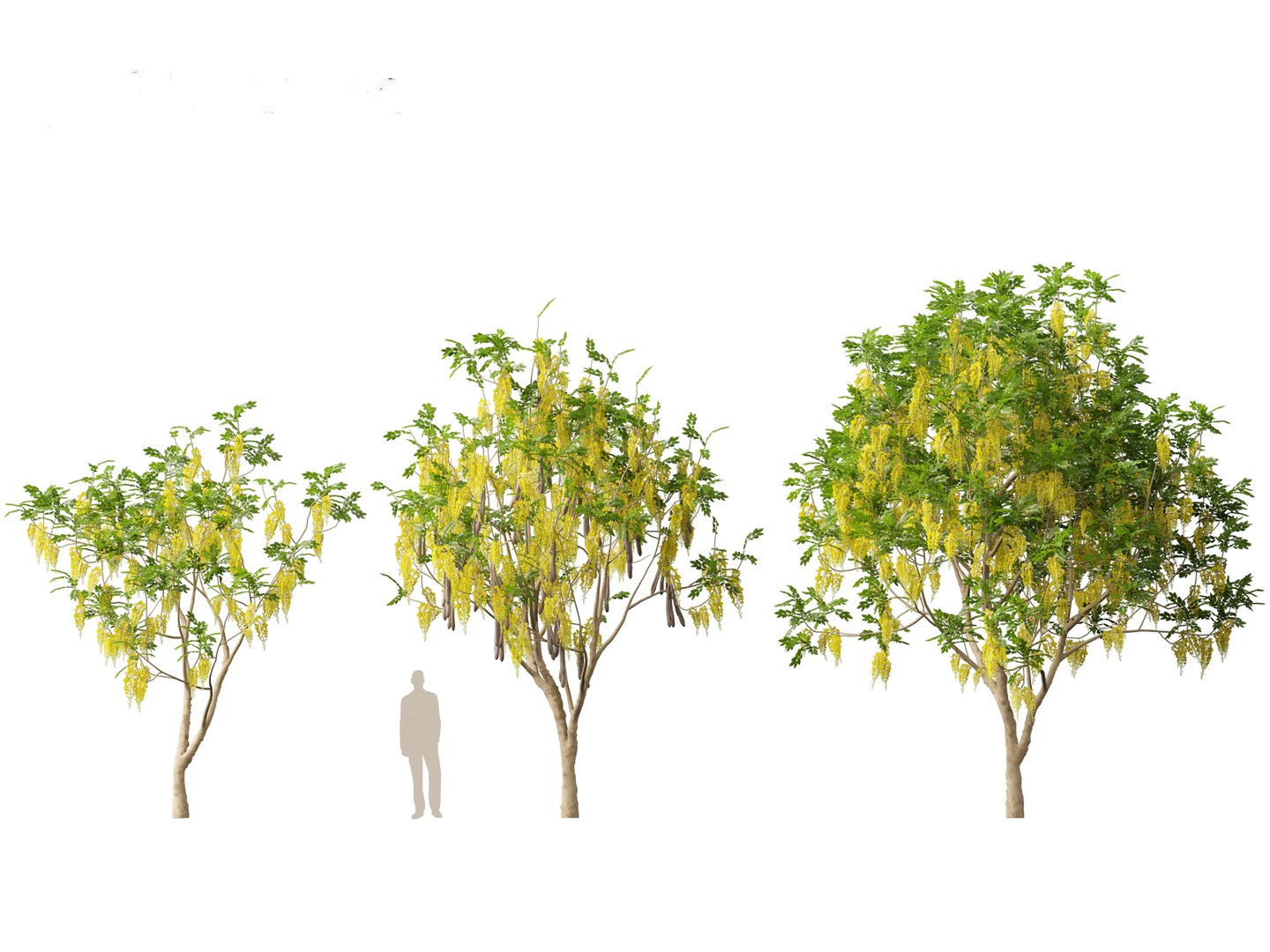 3D HighPolyLowPoly Cassia Fistula - Golden Shower Tree - TurboSquid 2330035