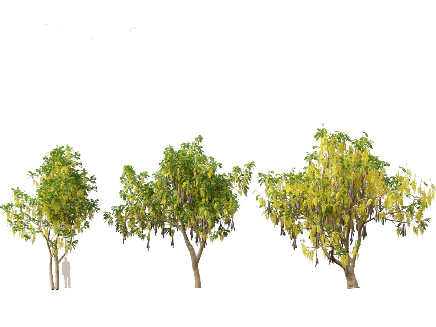 3D HighPolyLowPoly Cassia Fistula - Golden Shower Tree - TurboSquid 2330035