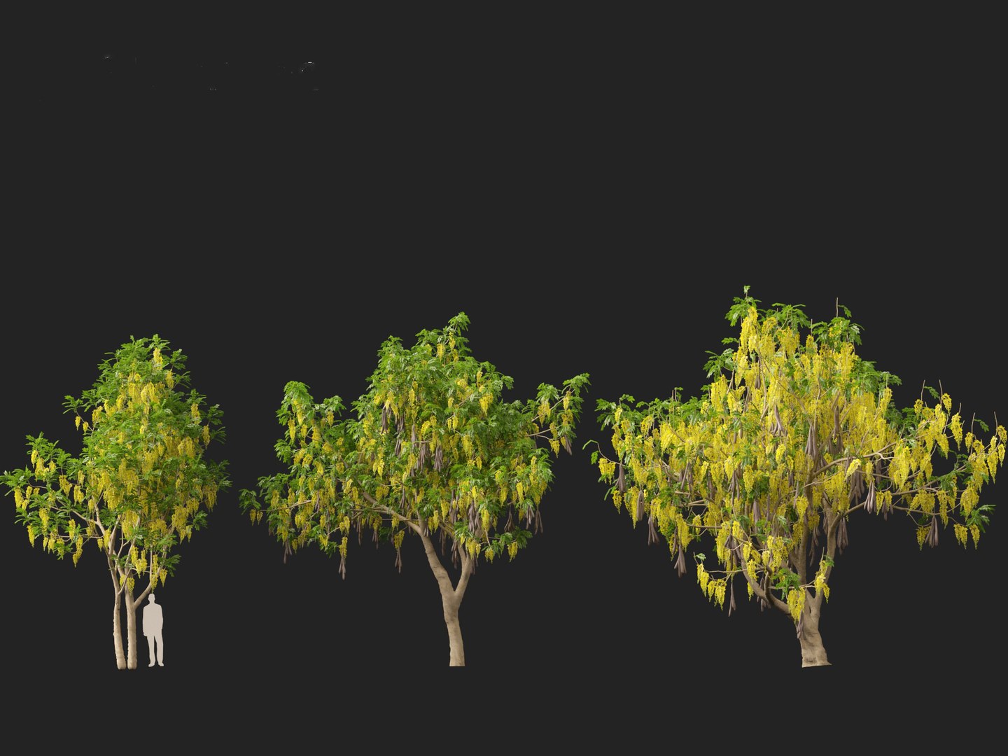 3D HighPolyLowPoly Cassia Fistula - Golden Shower Tree - TurboSquid 2330035
