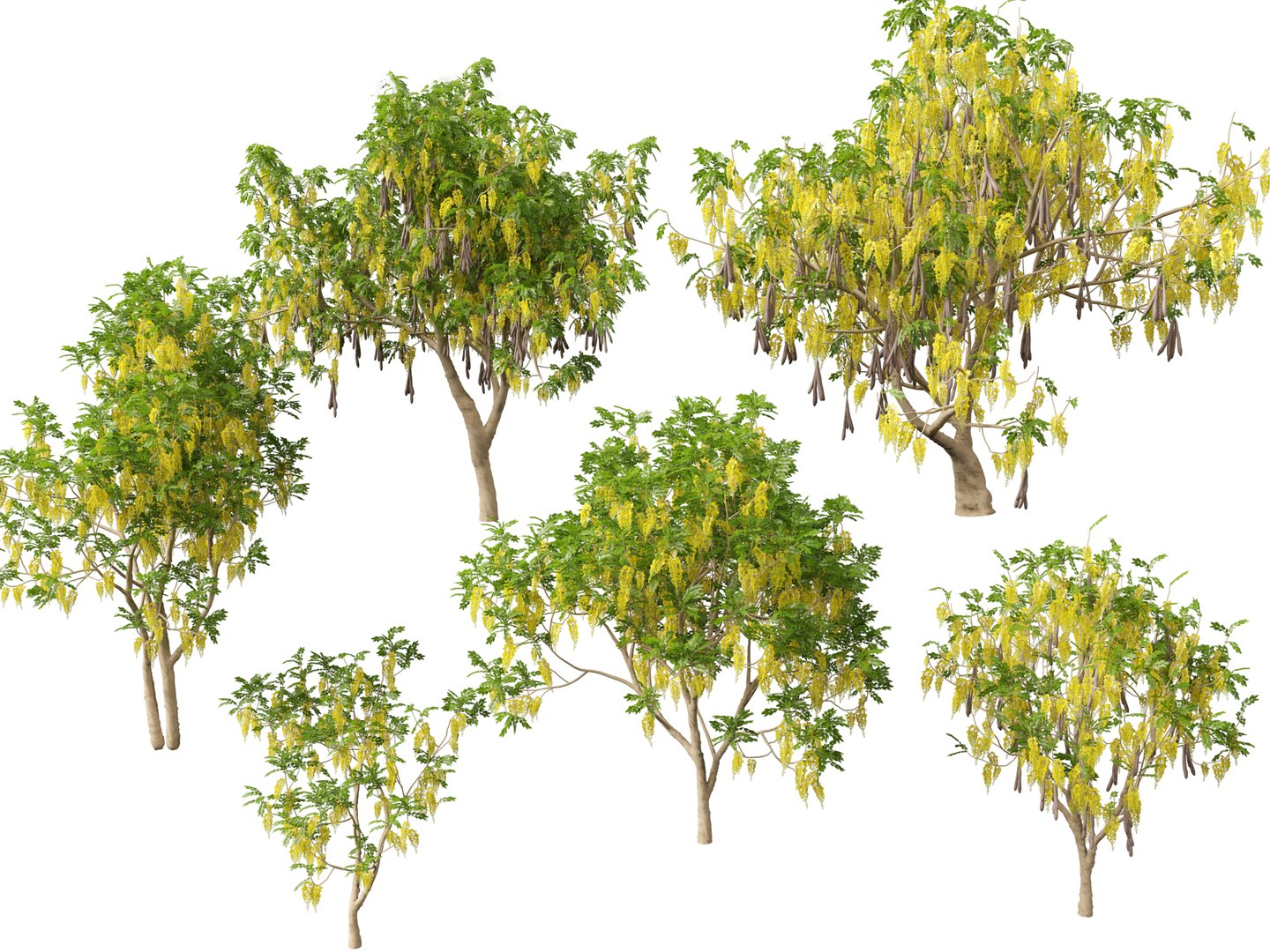 3D HighPolyLowPoly Cassia Fistula - Golden Shower Tree - TurboSquid 2330035