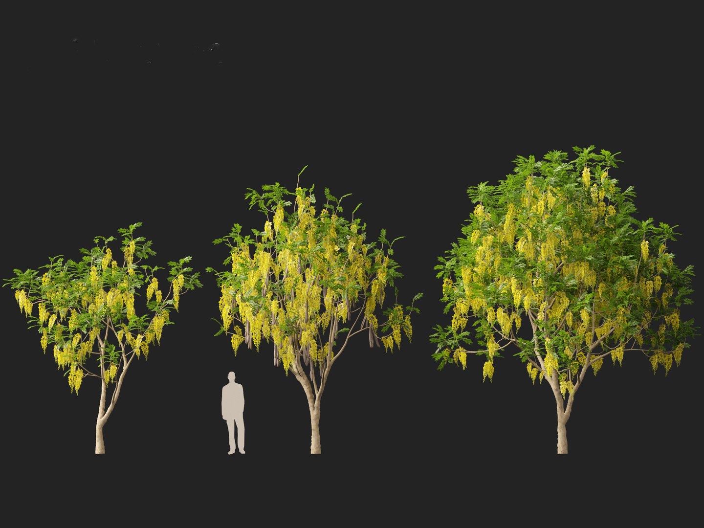 3D HighPolyLowPoly Cassia Fistula - Golden Shower Tree - TurboSquid 2330035