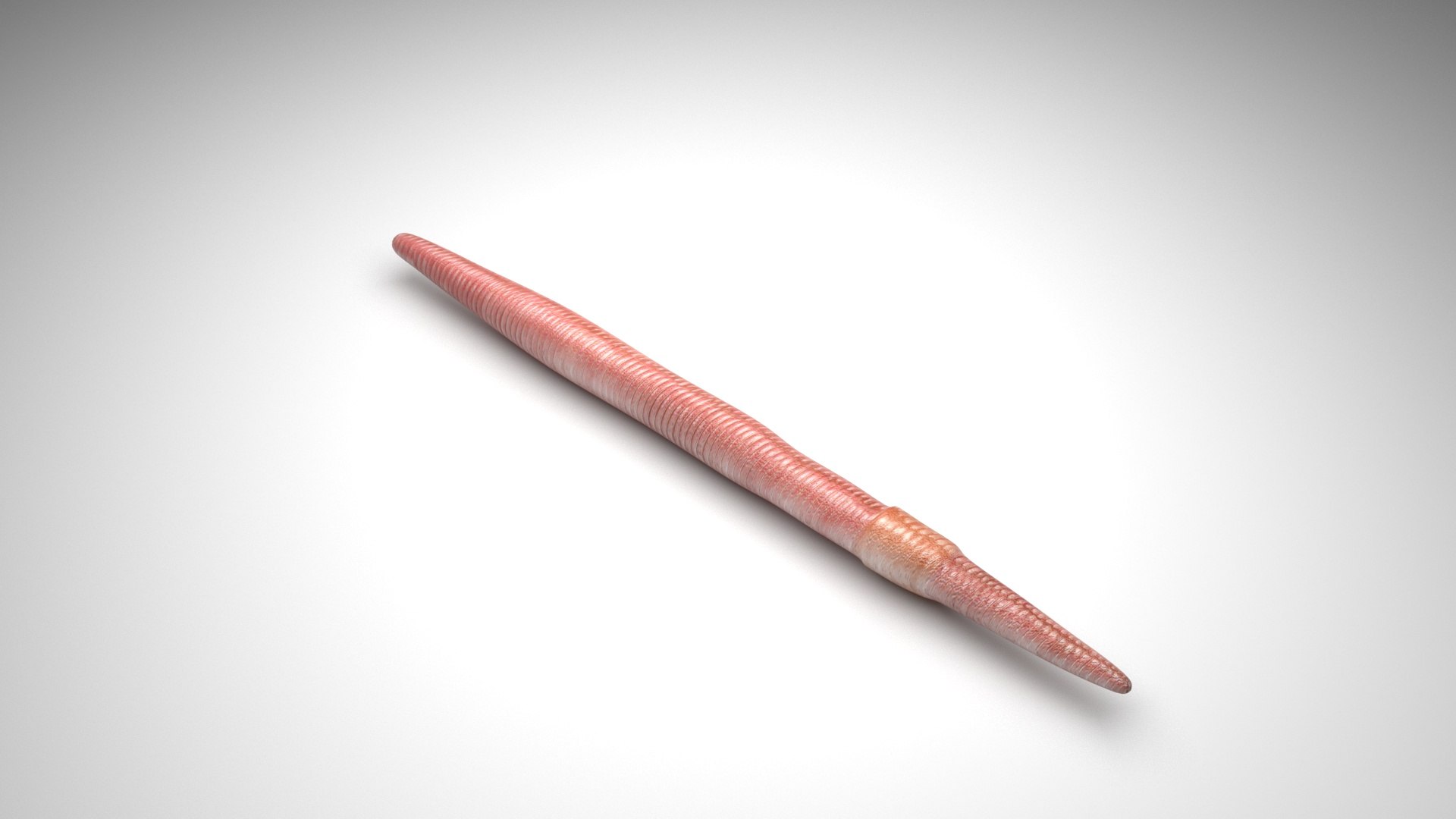 Straight Earthworm 3D Model - TurboSquid 1841825